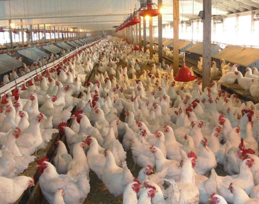 Poultry Consultancy | SLV Consultants